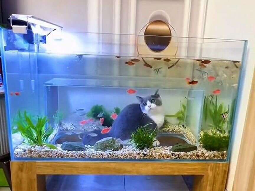 Аквариум для рыбок "котариум"