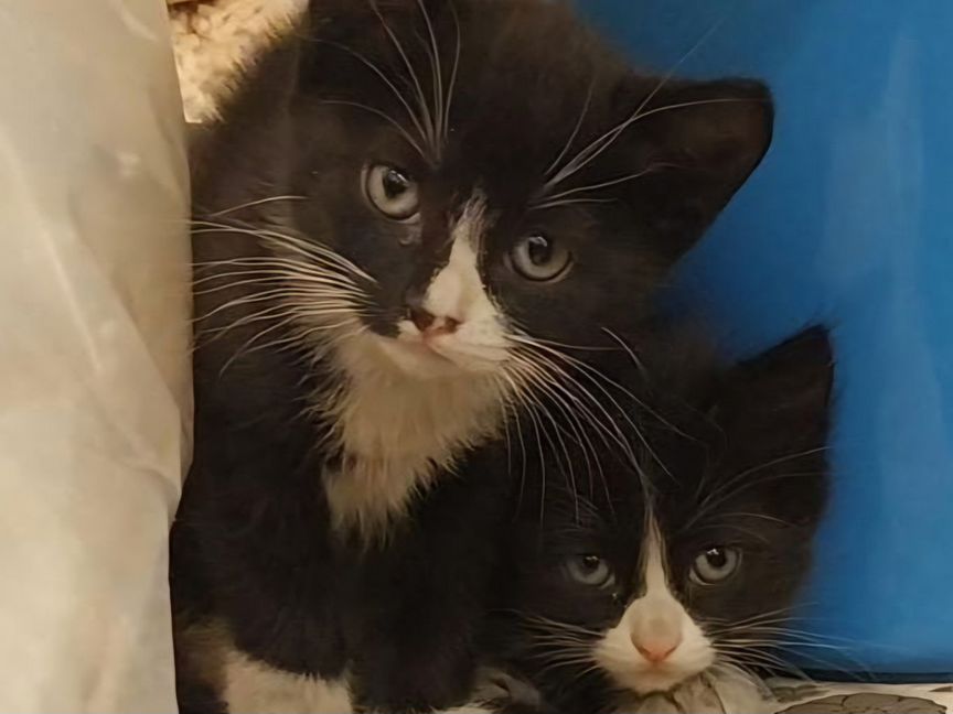 Котята домашние, красивые