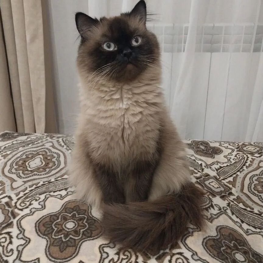 Невский маскарадный котёнок