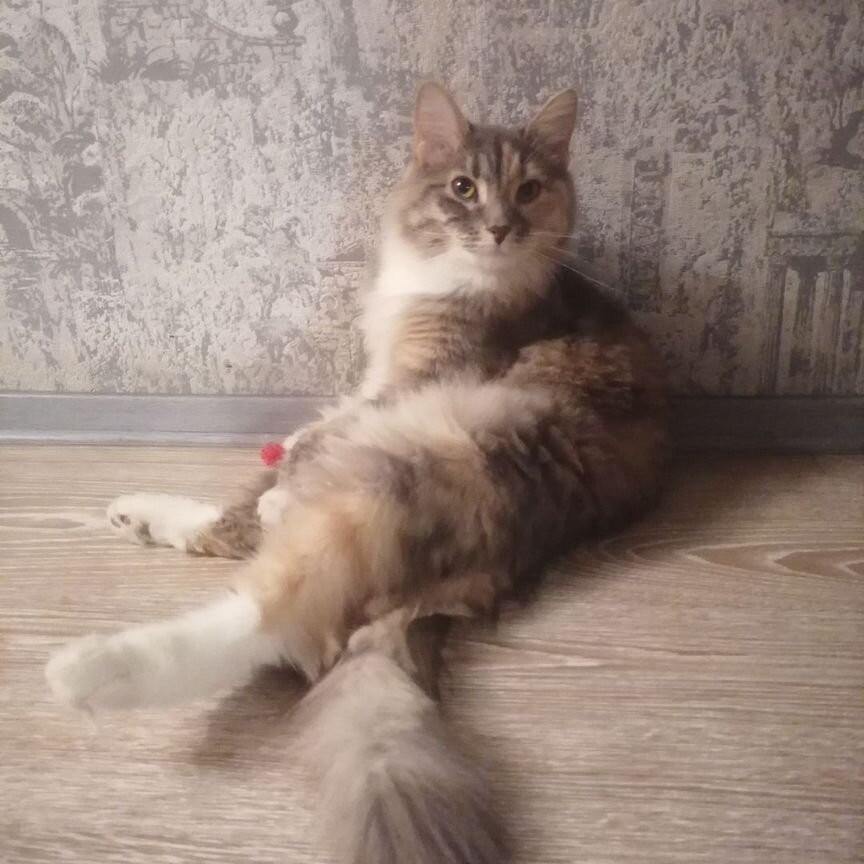 Кошка Дымка