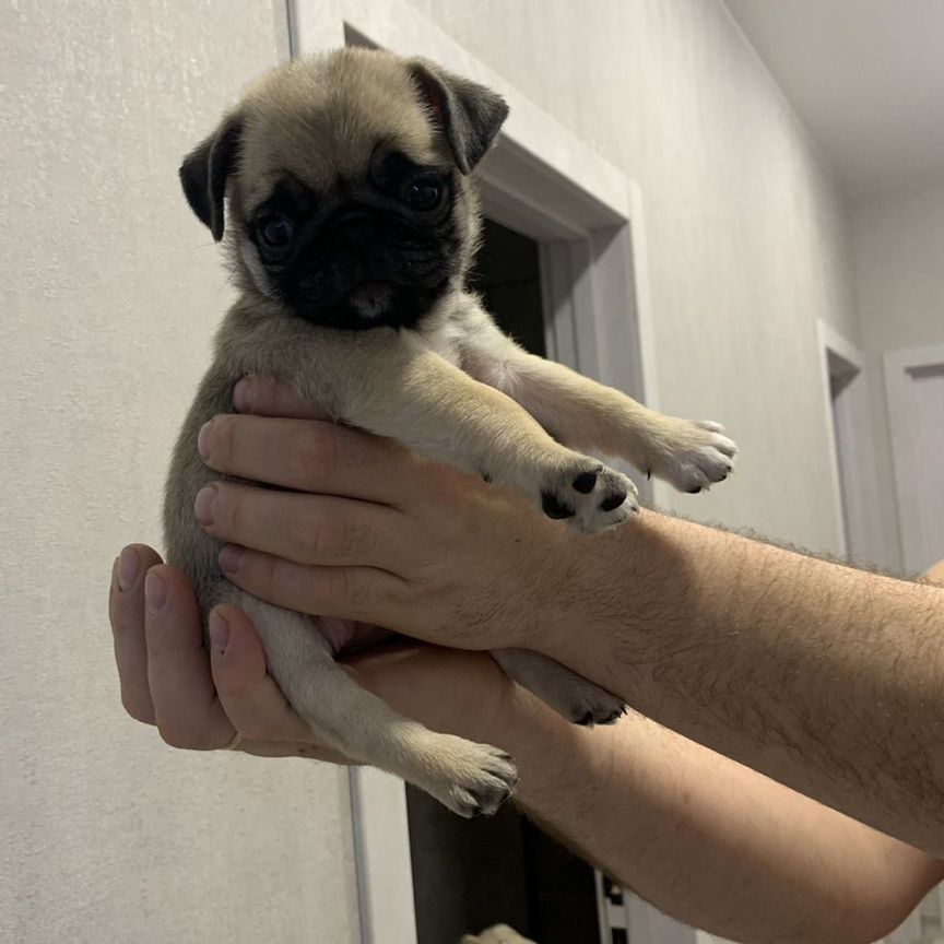 Мопс, щенок