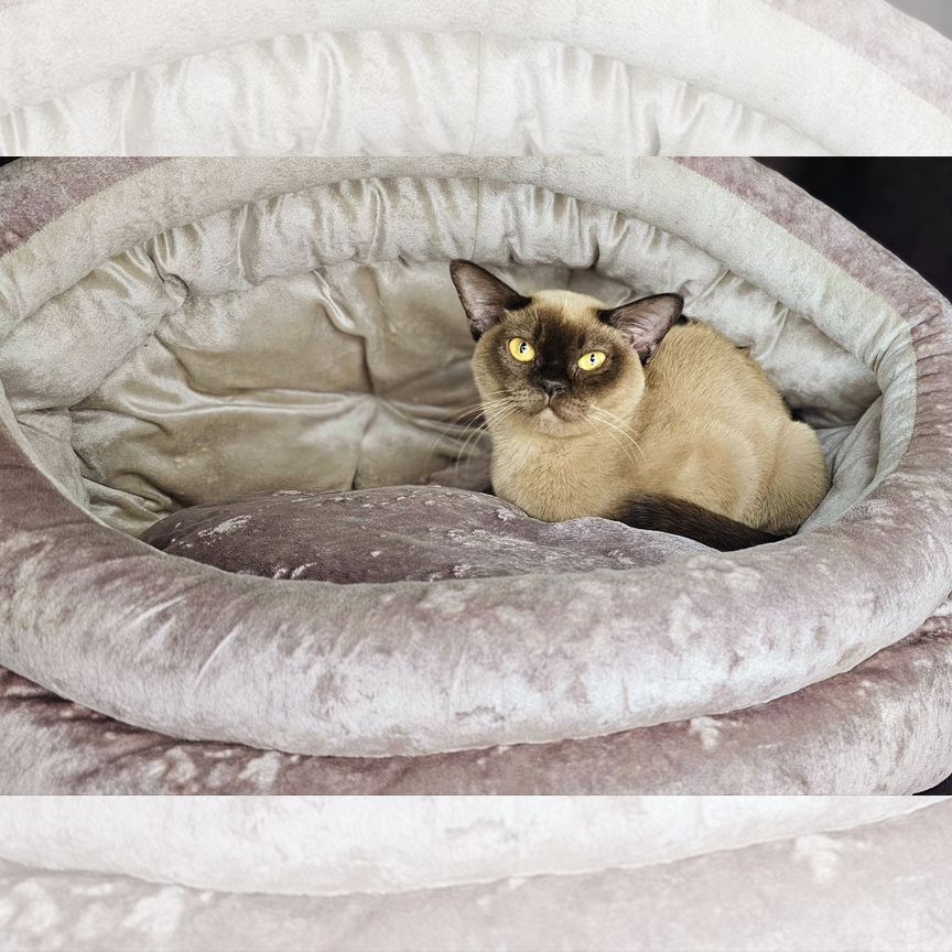 Кошечка Европейской бурмы