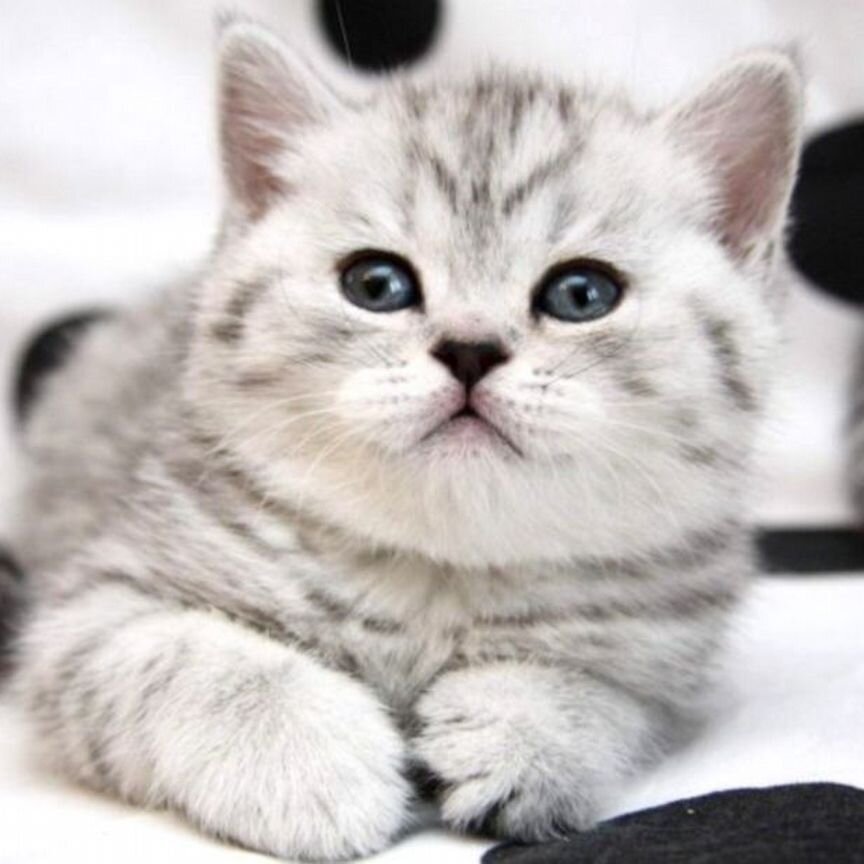 Плюшки в модном окрасе)