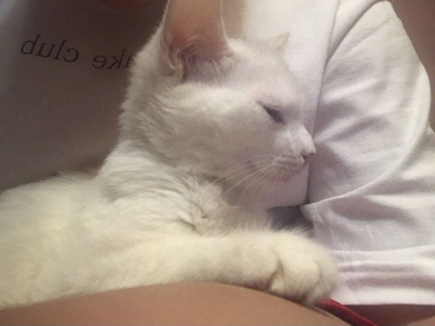 Котенок