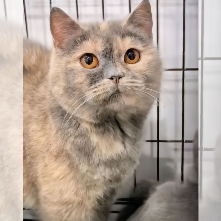 Европейская короткошёрстная, взрослая кошка