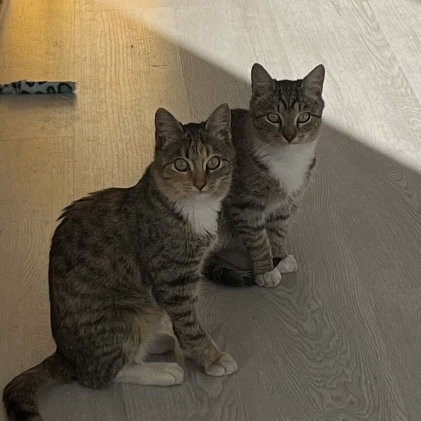 Отдадим котят в добрые руки