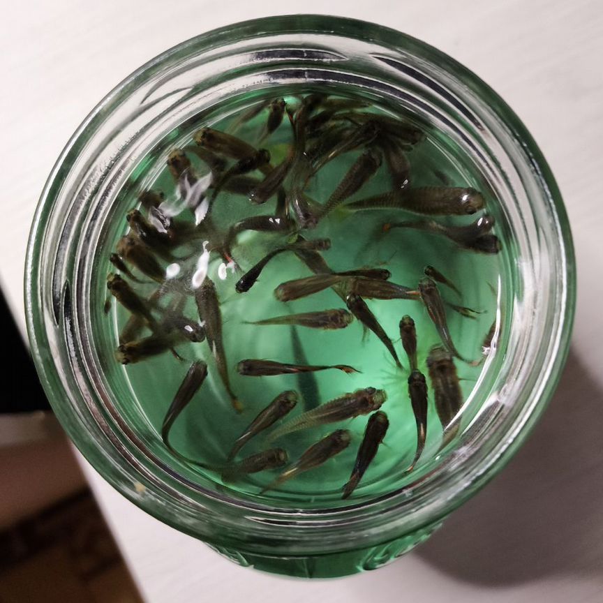 Рыбки гуппи