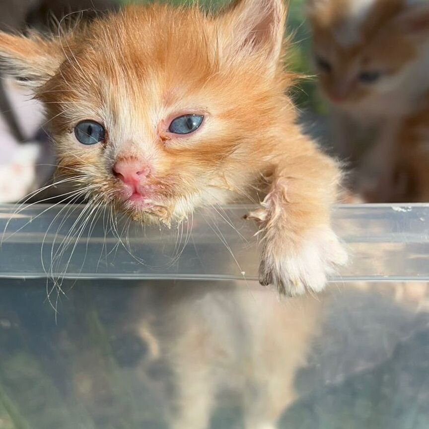 Котята в добрые руки