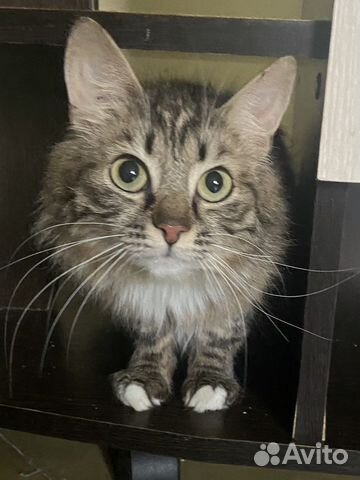 Кошка Зоечка