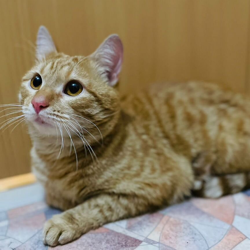 Котик