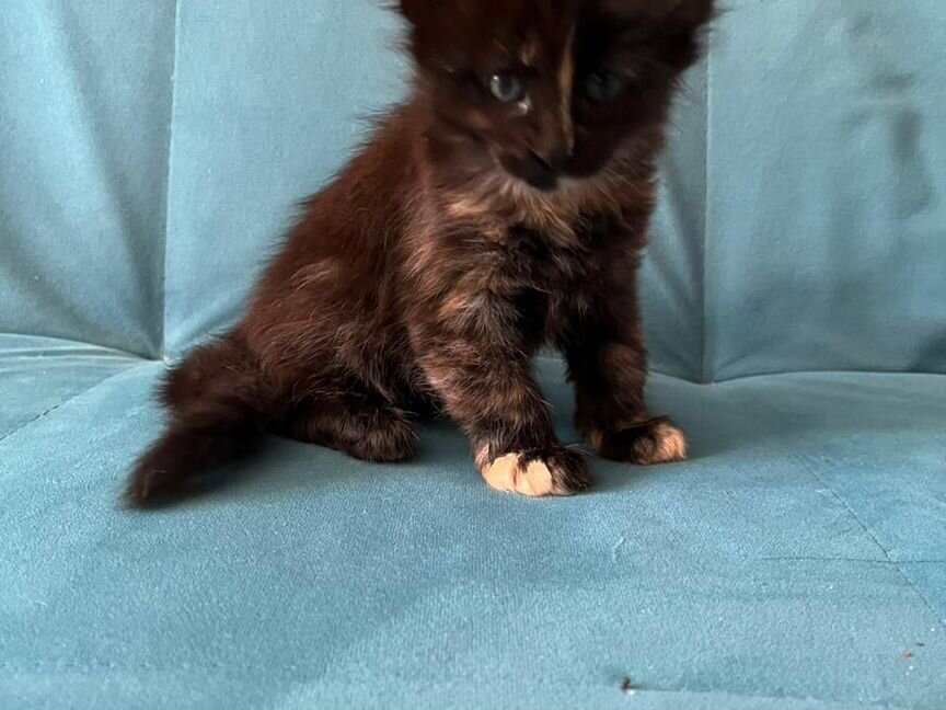 Продам котят мейкун