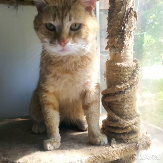 Отдам котика Рыжика