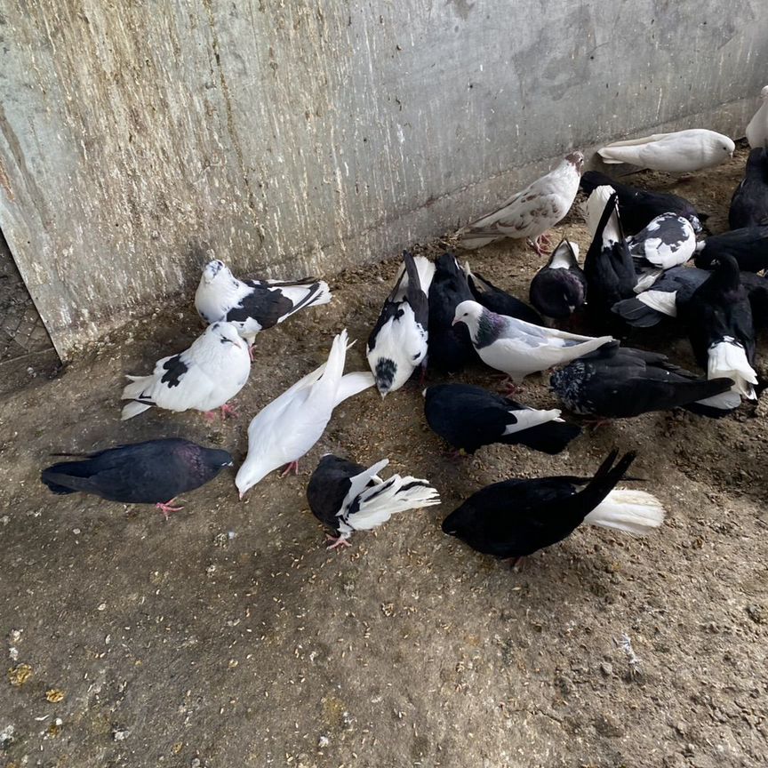 Продажа голубей