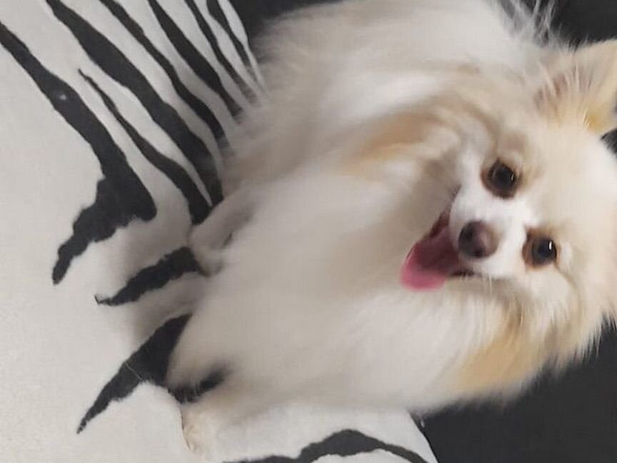 Вязка