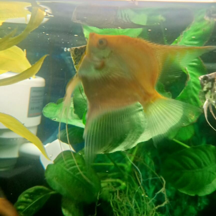 Аквариумные рыбки