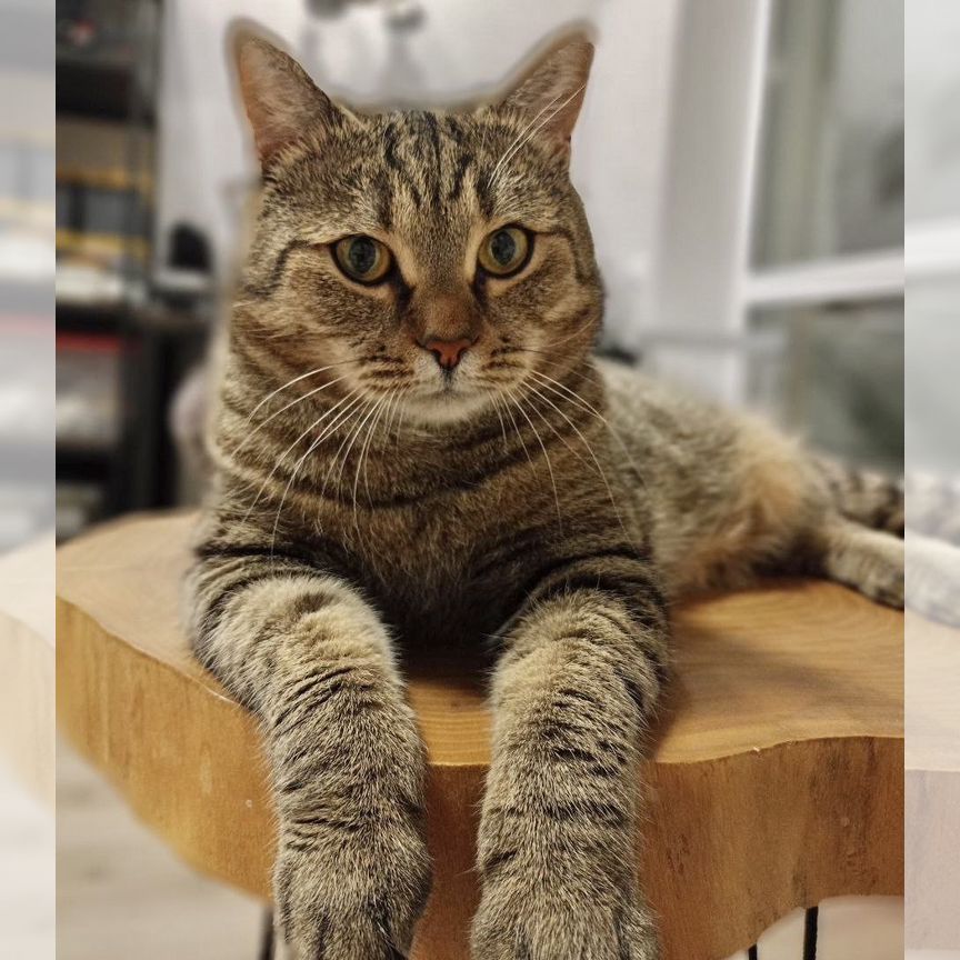 Взрослый кот в добрые руки