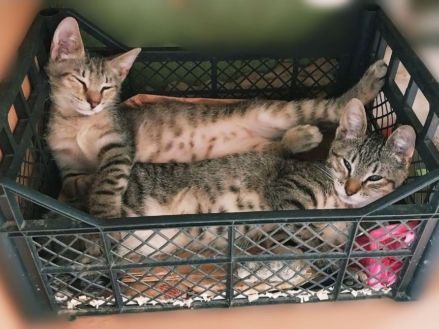 Котята полосатые ищут дом