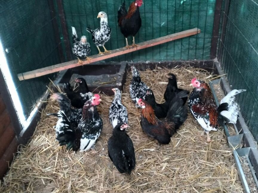 Петухи бентамки