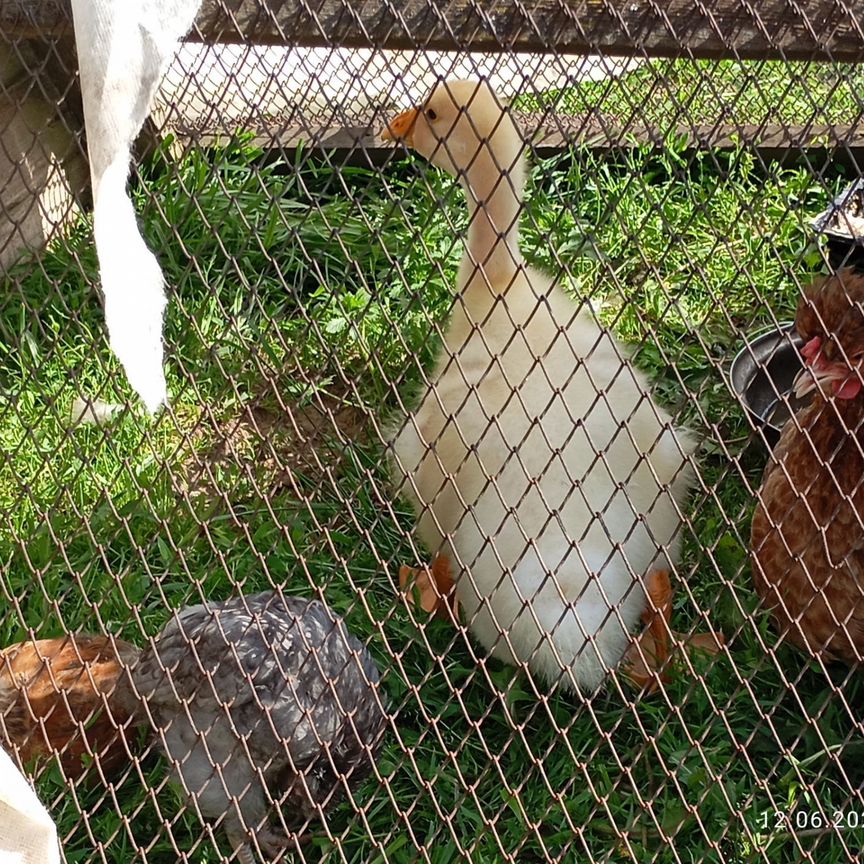 Продам куриц наседок