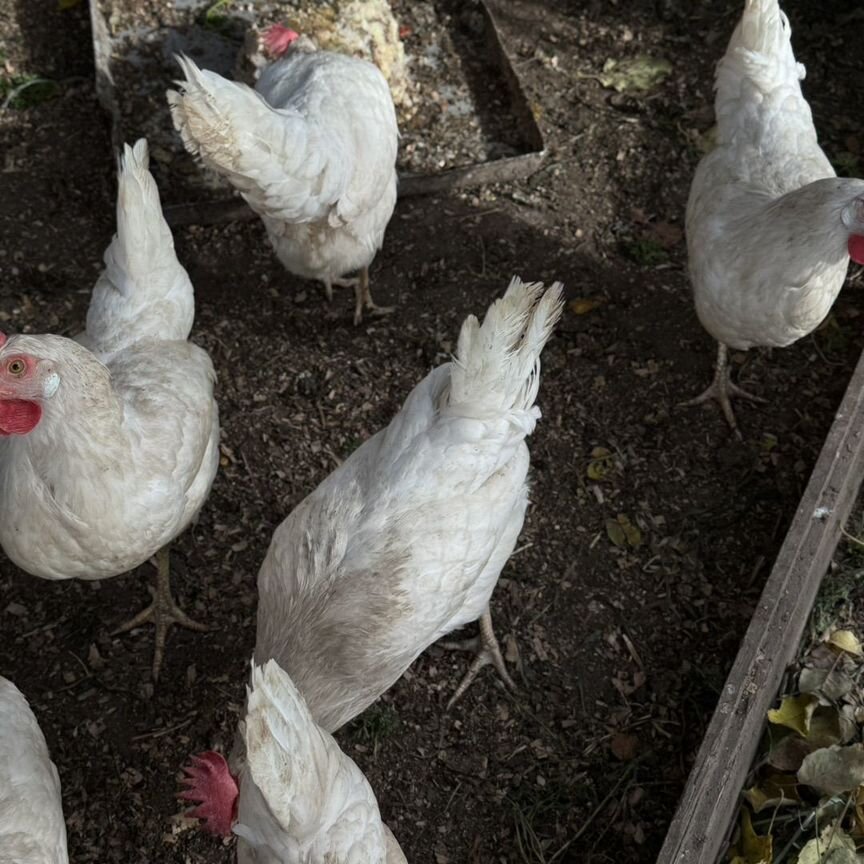 Куры несушки