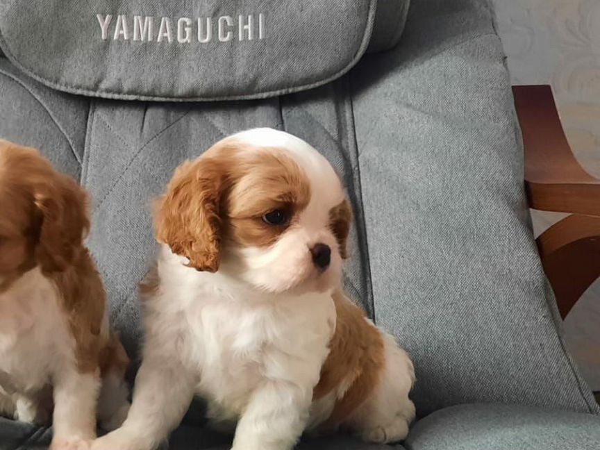 Кавалер кинг чарльз спаниель бленхейм