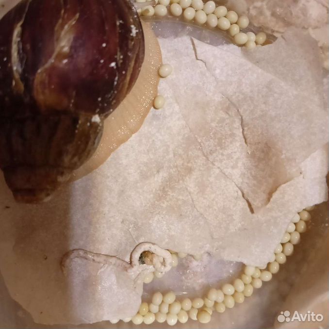 Улиток ахатин кладка