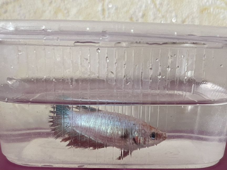 Рыбка петушок самка