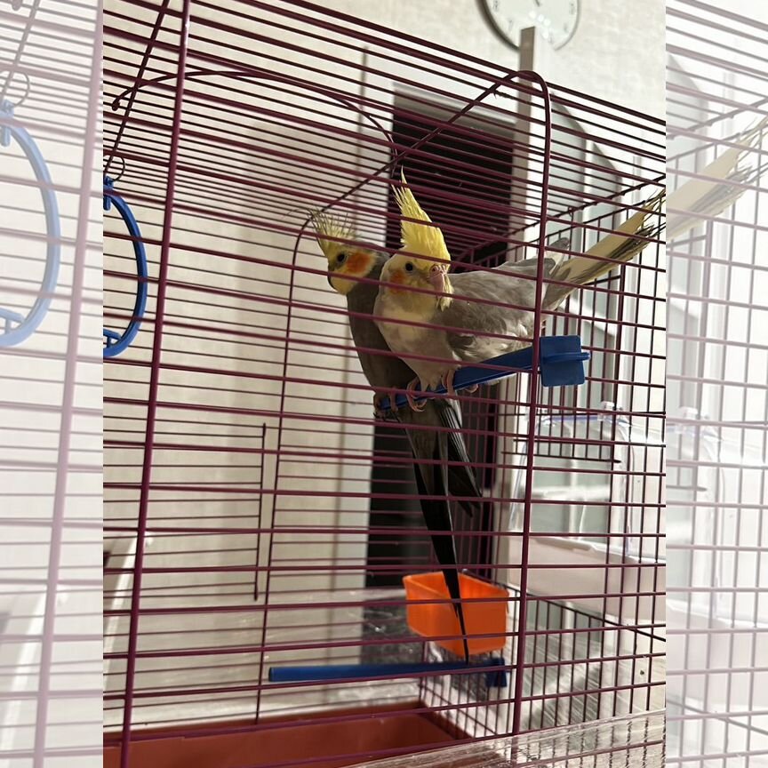 Попугай корелла с клеткой