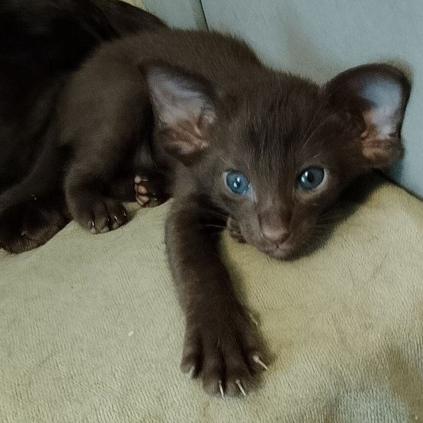 Ориентальный котёнок