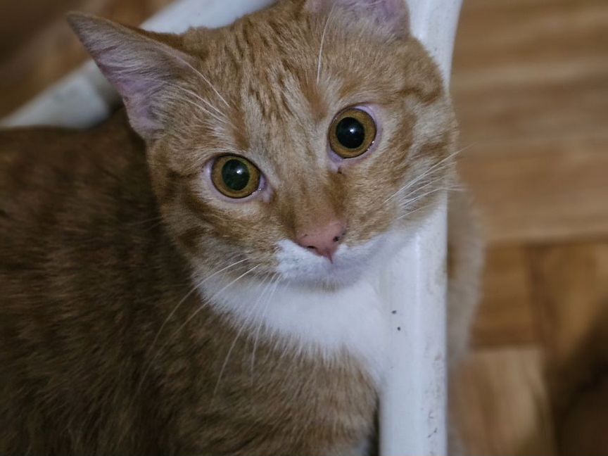 Рыжий кот в добрые руки