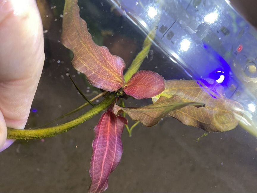 Эхинодорус Рубин