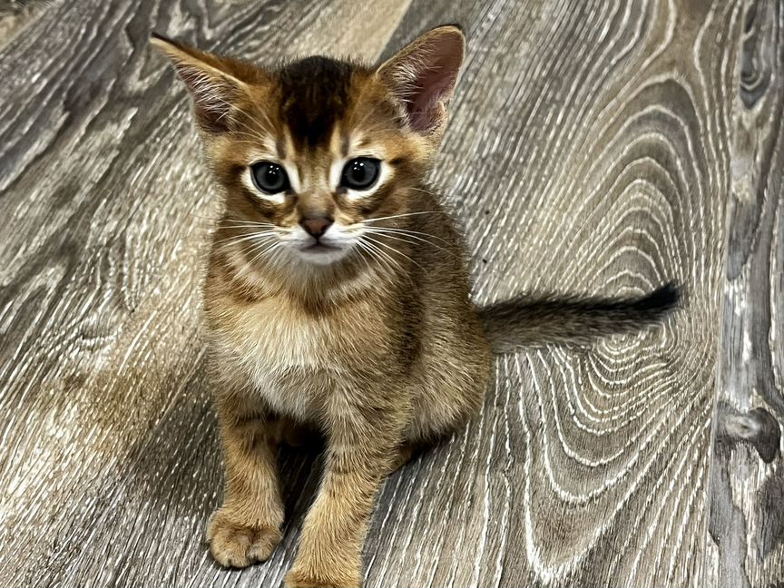 Абиссинские котята