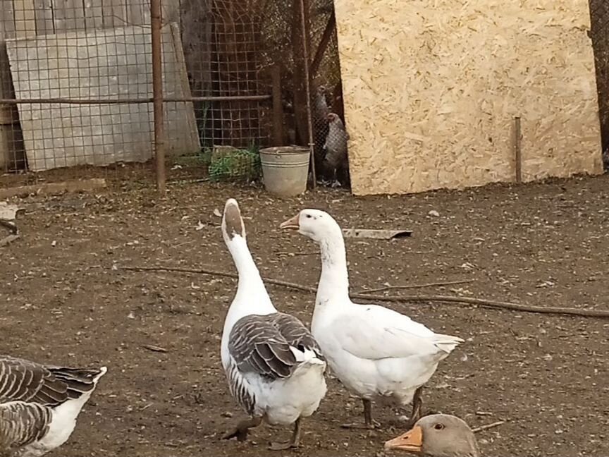 Гуси