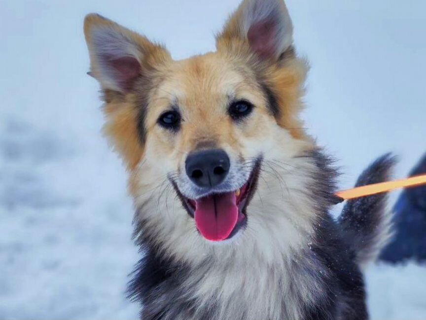 Яра – собака-радость в добрые руки