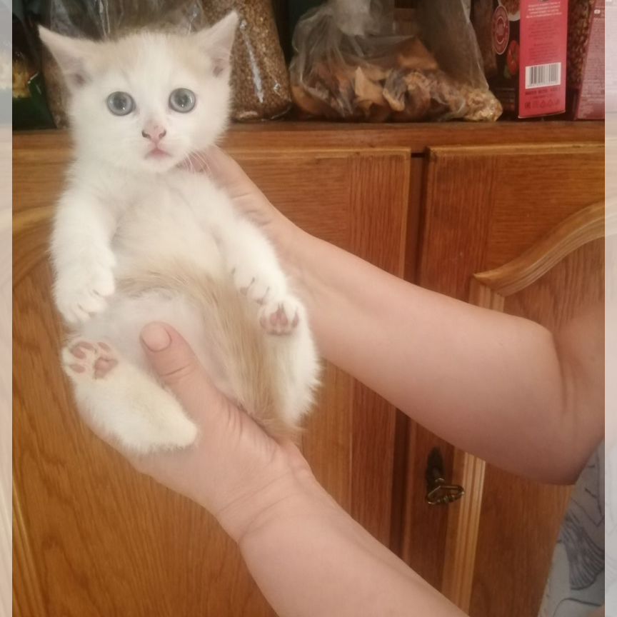 Абиссинский котёнок