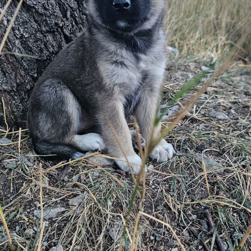 Щенок в дар