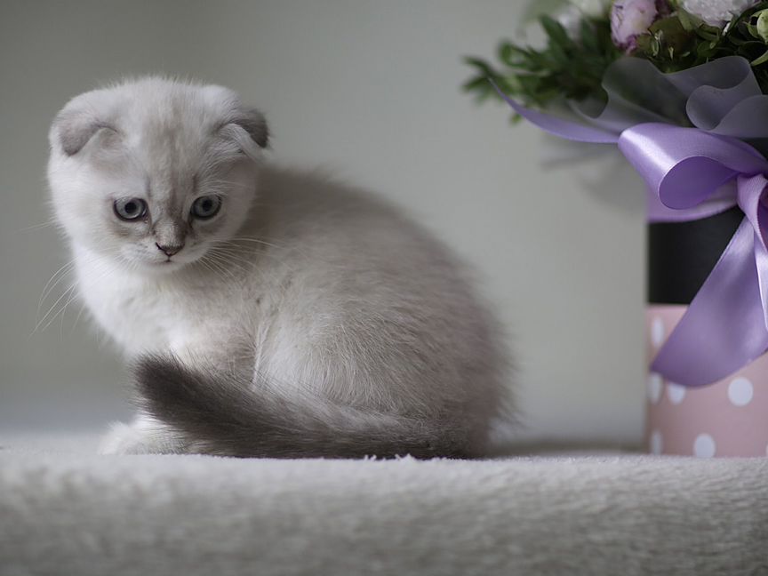 Шотландские вислоухие котята шиншилла