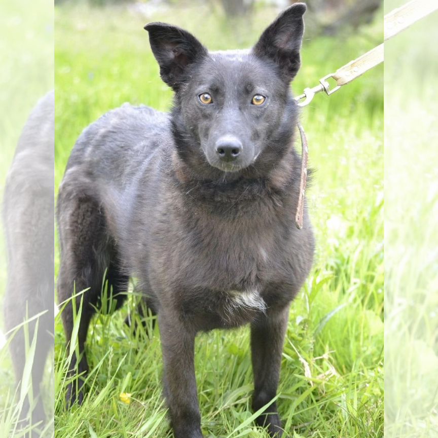 Взрослая собака в добрые руки