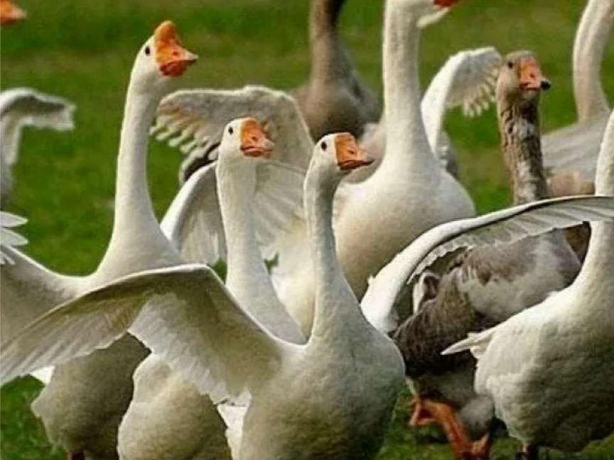 Гусь новогодний вкусный