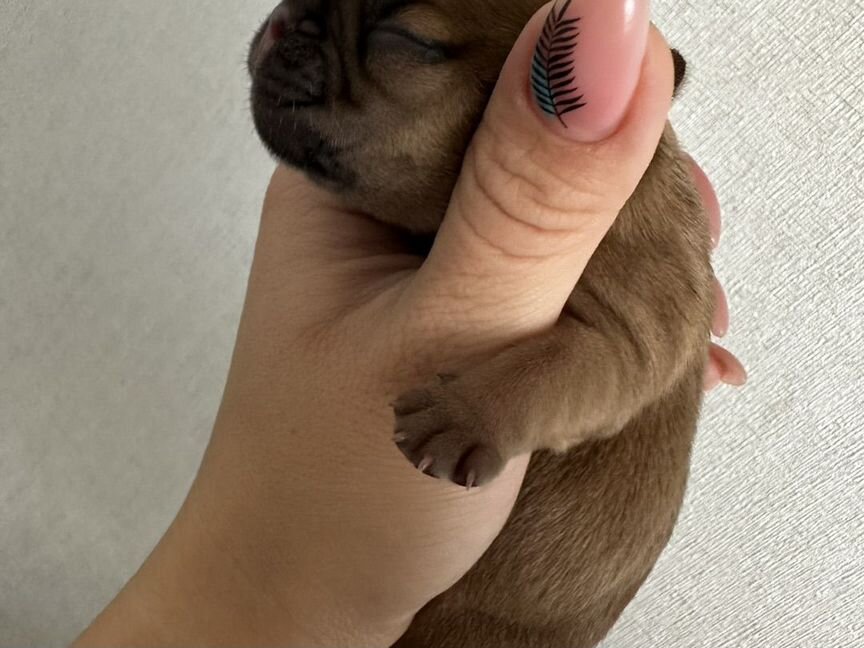 Французский бульдог щенки