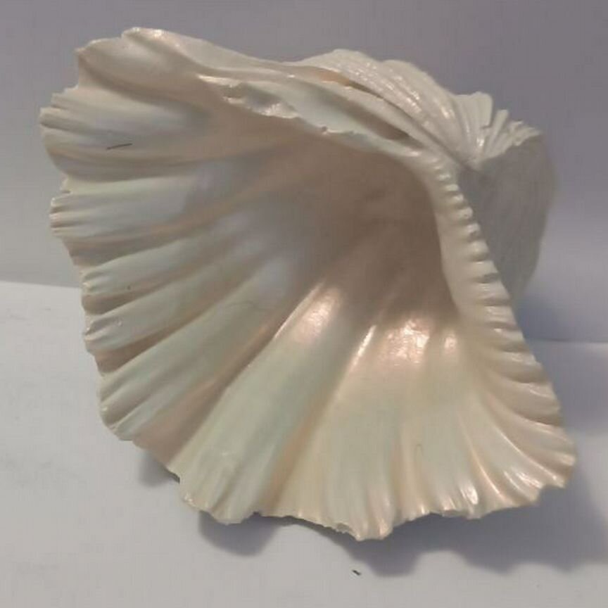 Грот для аквариума"Ракушки"