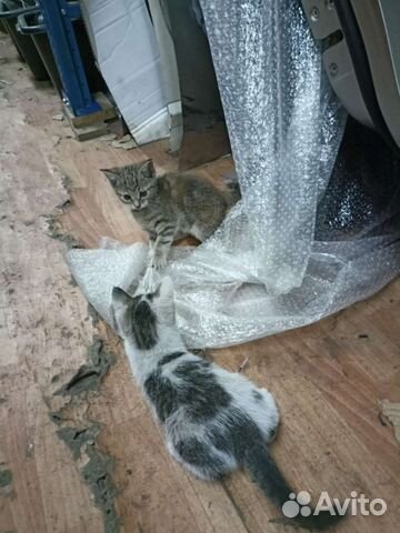 Котята хищные и сообразительные