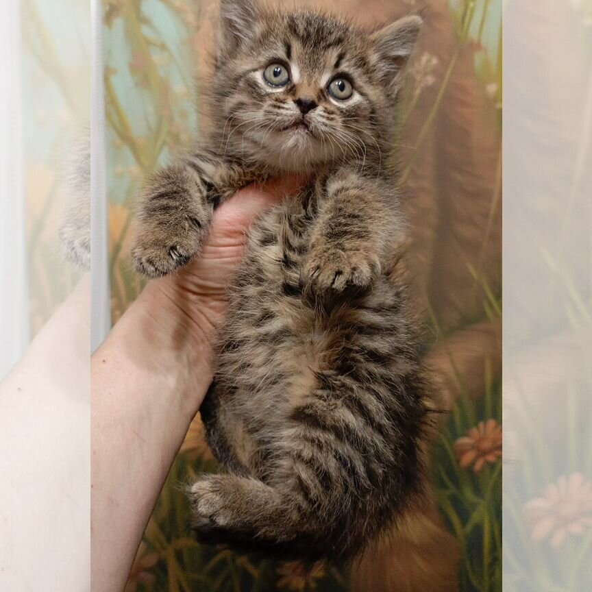 Котёнок в добрые руки