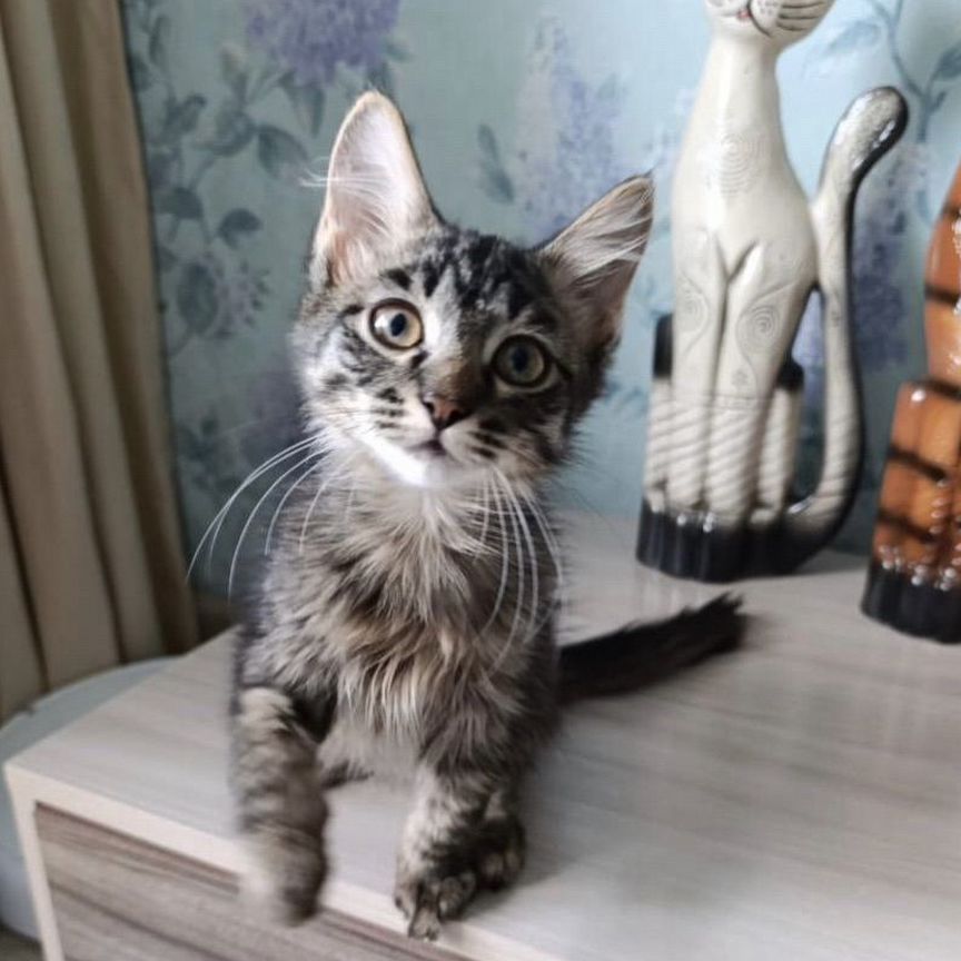 Котёнок мальчик
