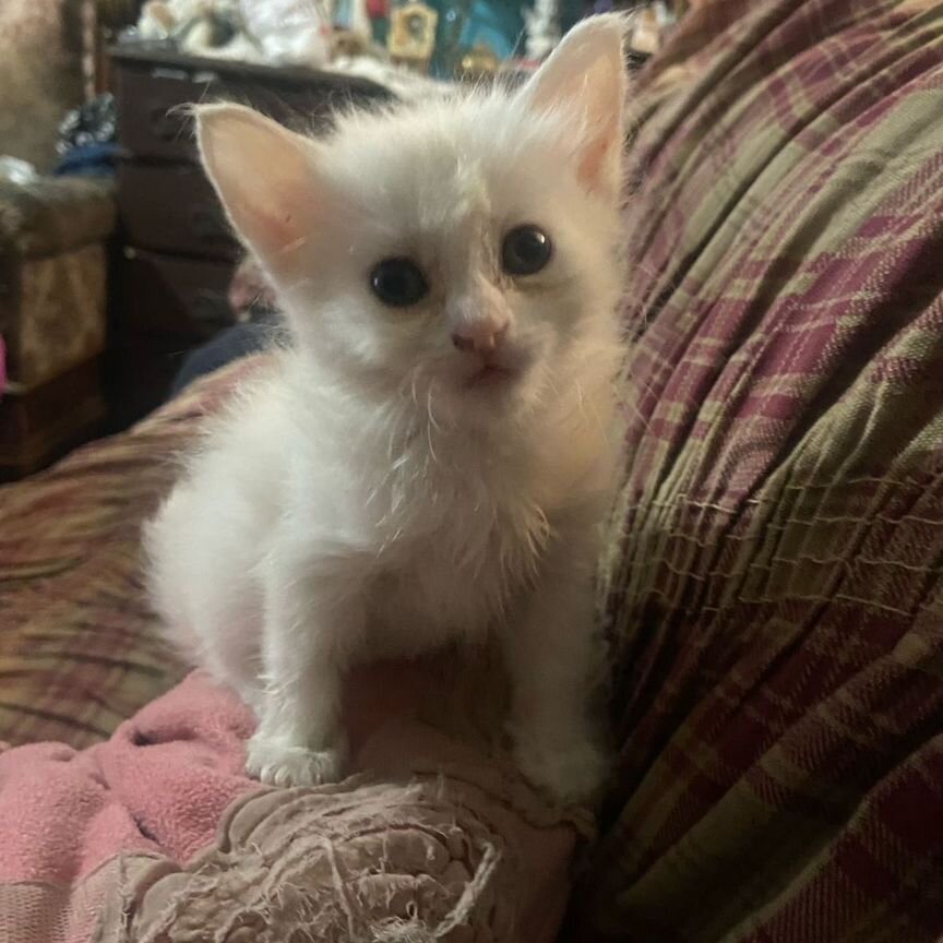 Котёнок в добрые руки бесплатно
