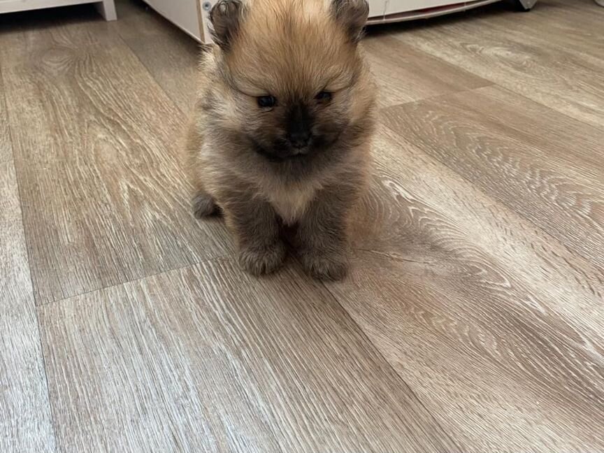 Померанский шпиц щеночки