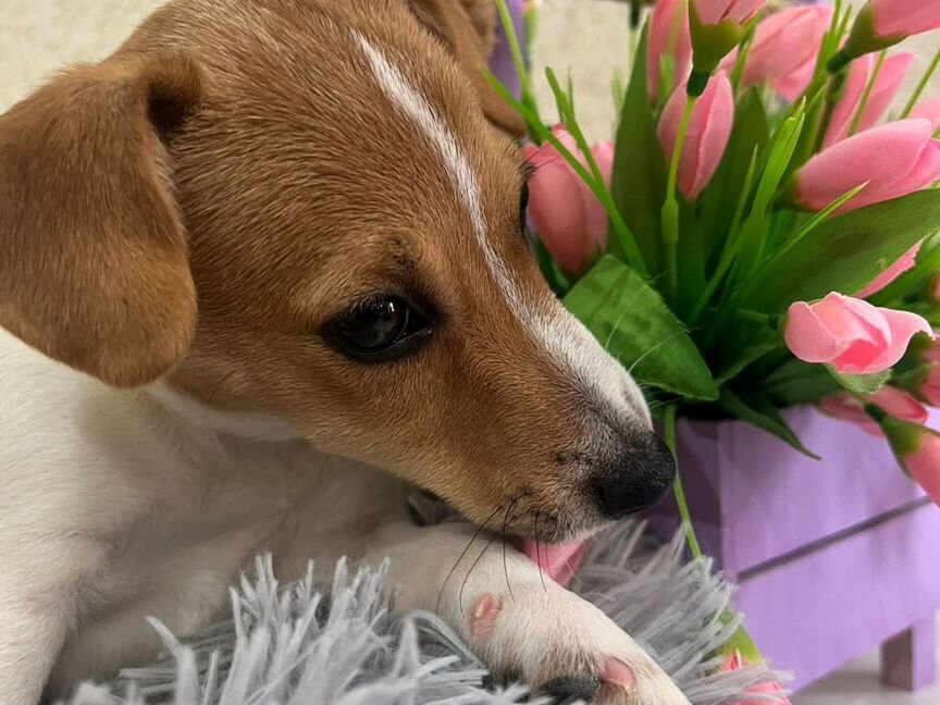 Джек рассел мини