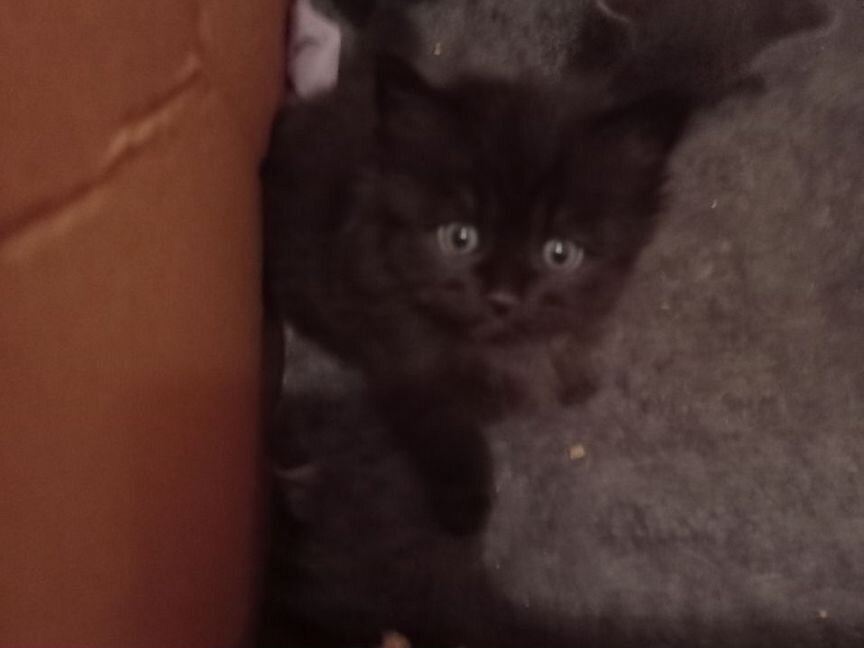 Чëрный котёнок мальчик