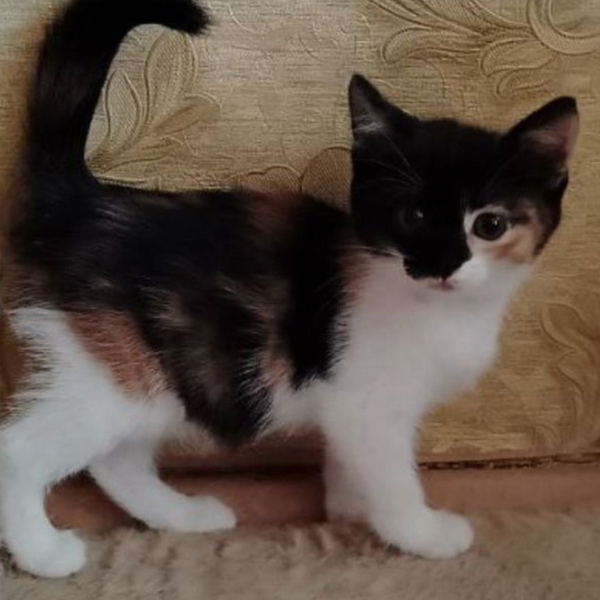 Котенок девочка