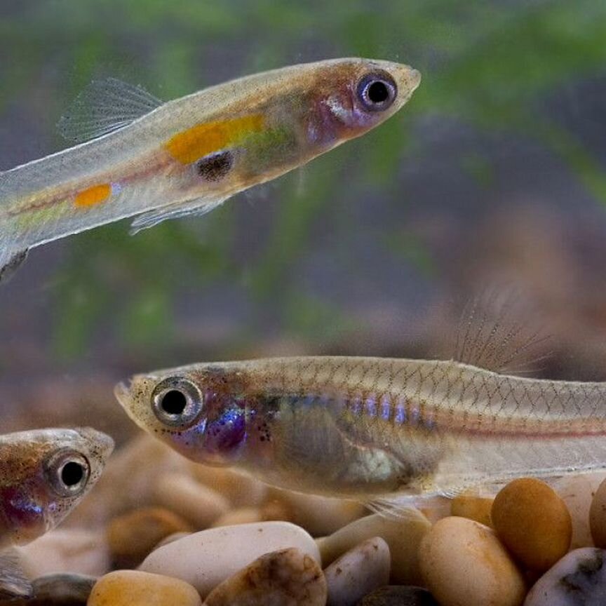 Рыбки гуппи примерно 10 штук или чуть более